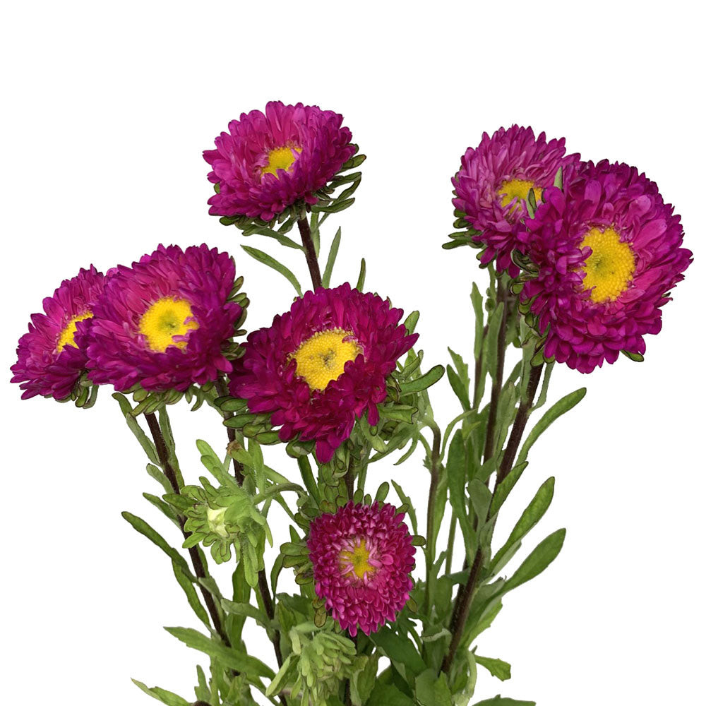 Aster (Aster) – 10-Stem Bunch, Assorted Color | Petal Post – Petalpost